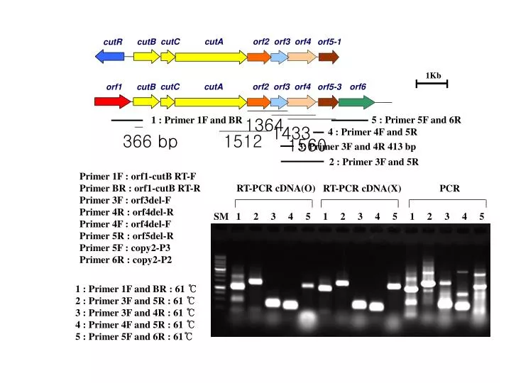 PPT - 1Kb PowerPoint Presentation, free download - ID:4260402