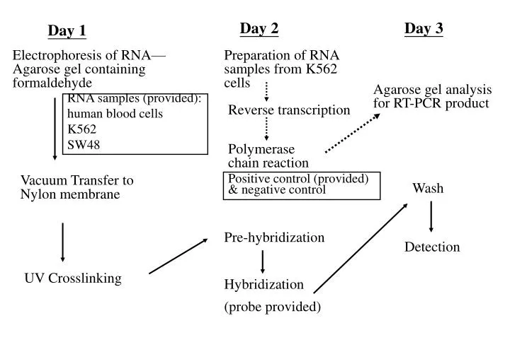 PPT - Electrophoresis of RNA — Agarose gel containing formaldehyde ...