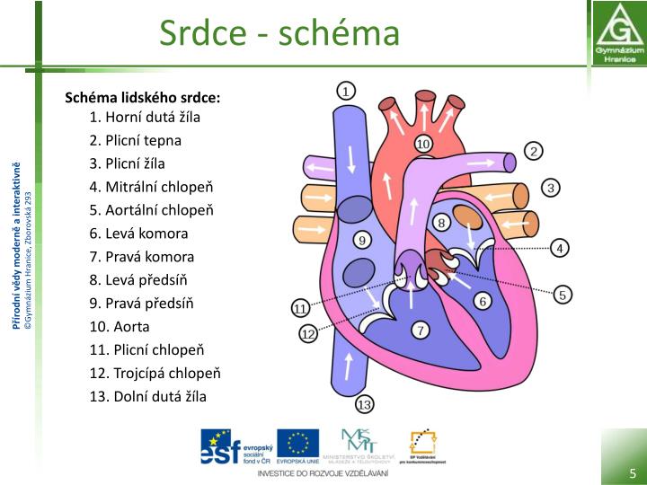 PPT - Oběhová soustava srdce, cévy, krevní oběh, krevní tlak PowerPoint ...