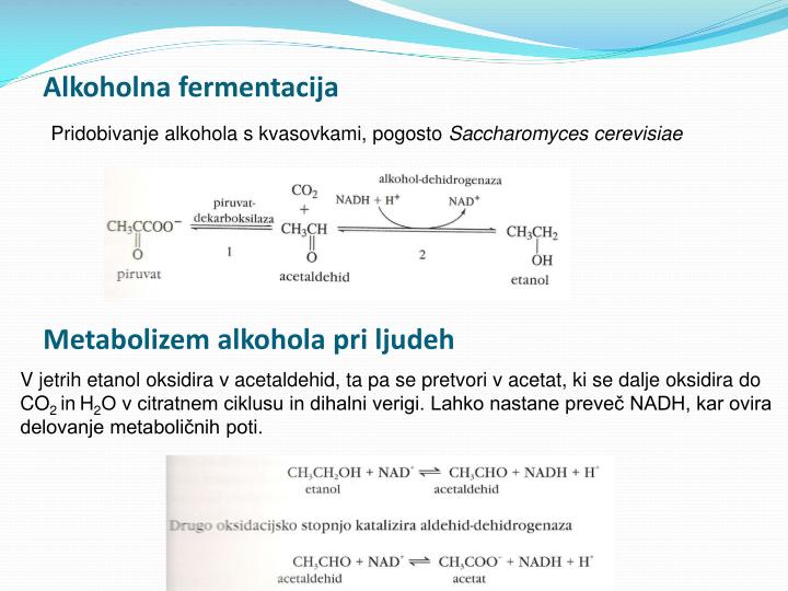 PPT - Metabolizmi PowerPoint Presentation - ID:4261384