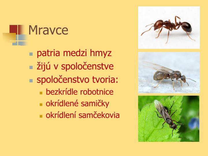 PPT - Prečo mravce nezablúdia? PowerPoint Presentation - ID:4262217