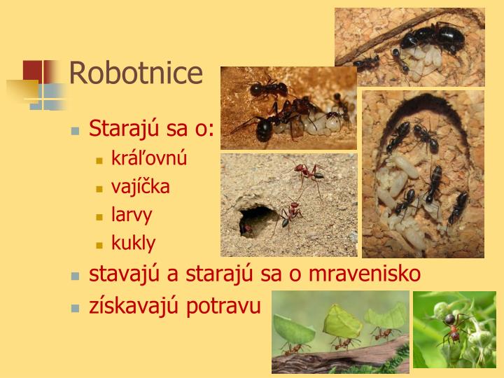 PPT - Prečo mravce nezablúdia? PowerPoint Presentation - ID:4262217