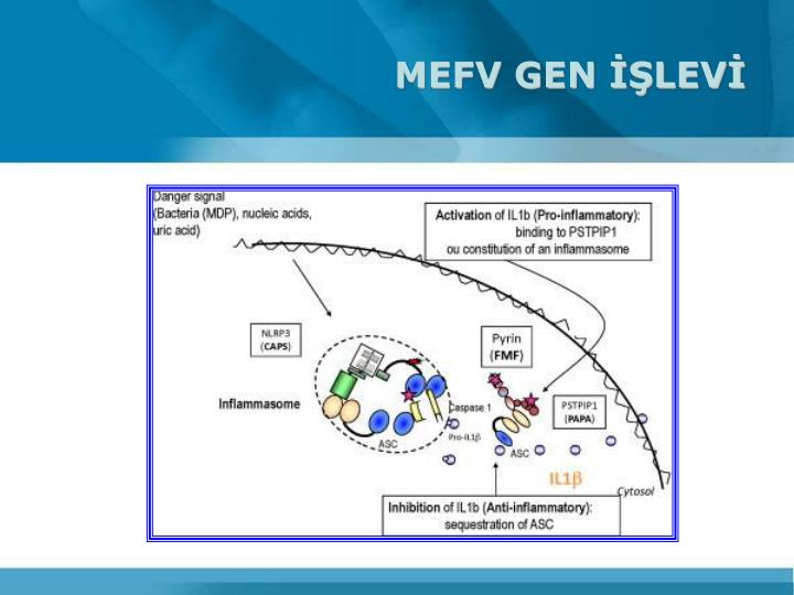 PPT - AİLESEL AKDENİZ ATEŞİ PowerPoint Presentation - ID:4262293