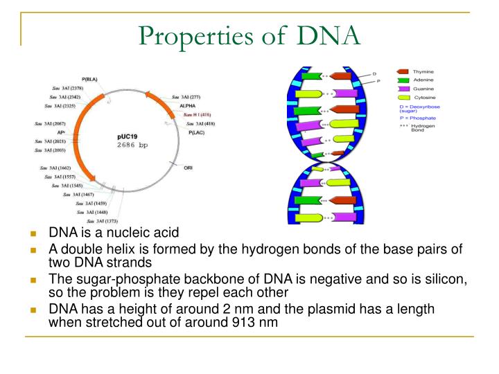 PPT - Mixed Monolayers on Silicon for DNA Attachment Goal PowerPoint ...