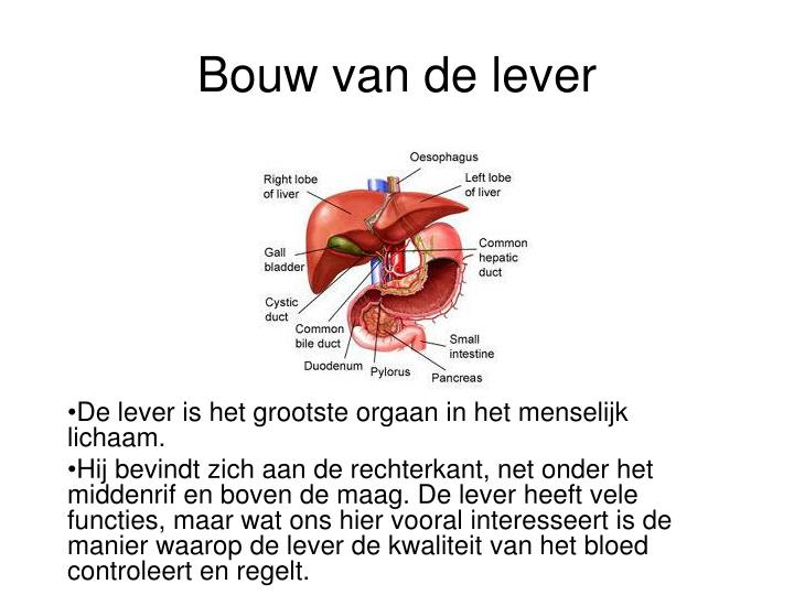 PPT - Rijden onder invloed PowerPoint Presentation - ID:4264464