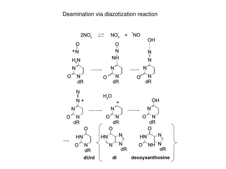 PPT - Deamination via diazotization reaction PowerPoint Presentation ...