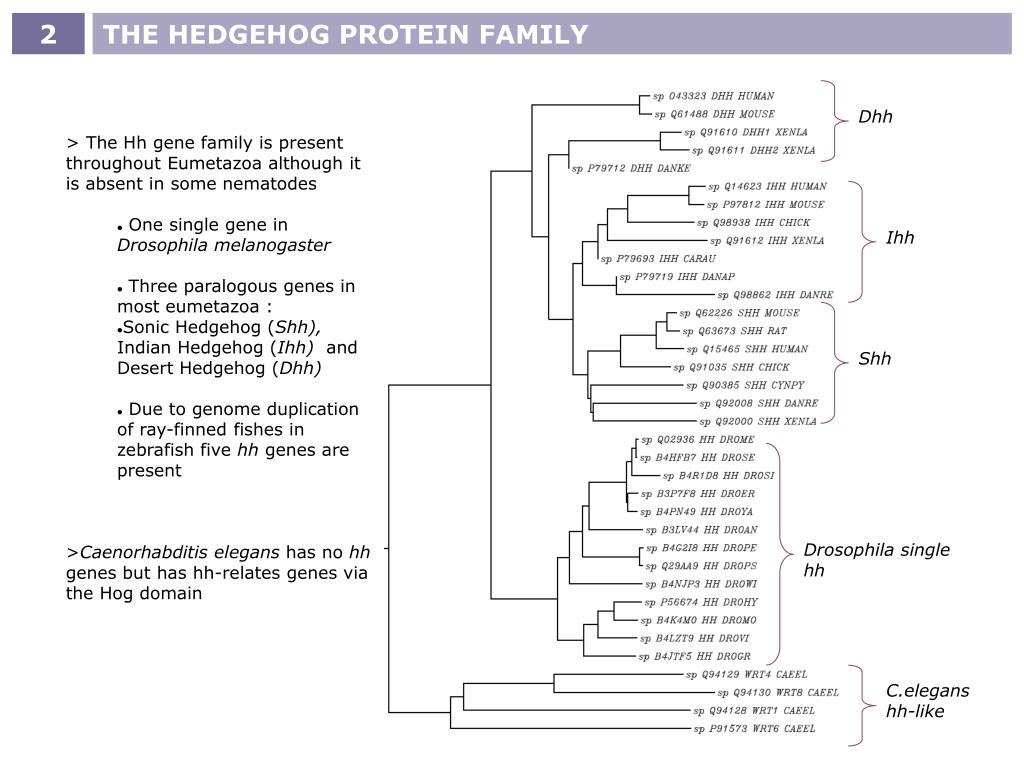 PPT - HEDGEHOG PROTEIN FAMILY Structural Bioinformatics Oriol Senan ...