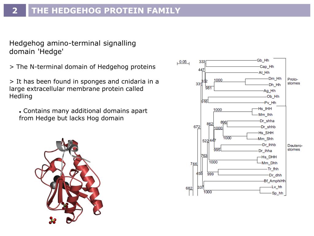 PPT - HEDGEHOG PROTEIN FAMILY Structural Bioinformatics Oriol Senan ...