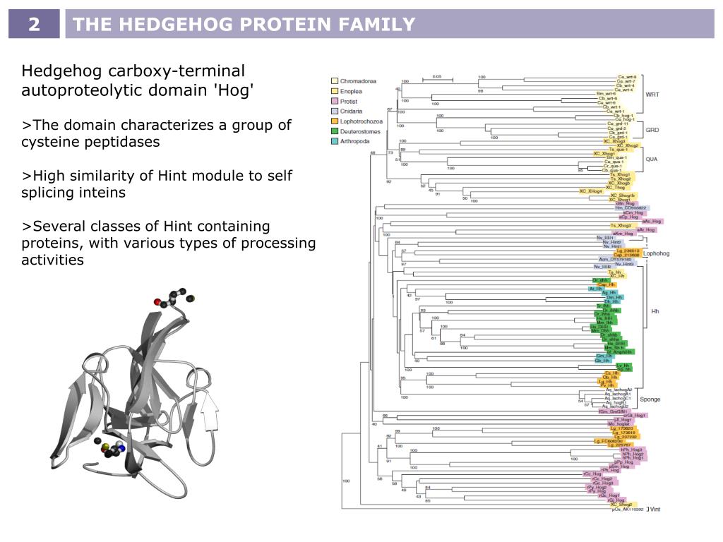 PPT - HEDGEHOG PROTEIN FAMILY Structural Bioinformatics Oriol Senan ...