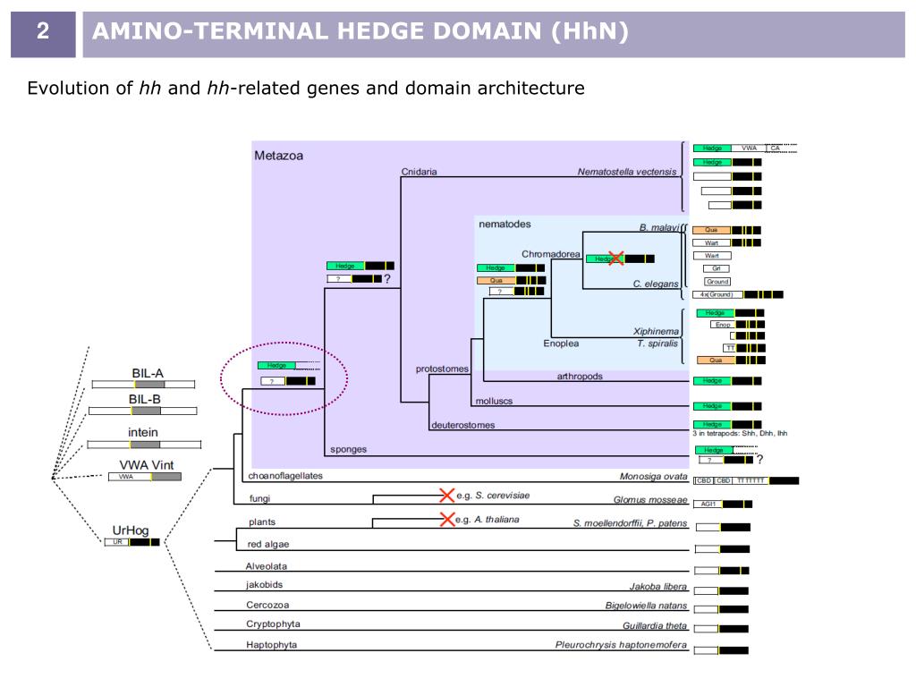 PPT - HEDGEHOG PROTEIN FAMILY Structural Bioinformatics Oriol Senan ...