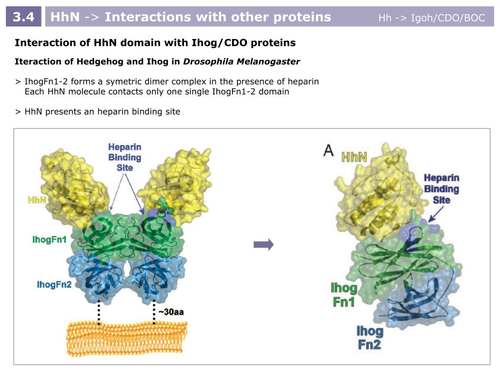 PPT - HEDGEHOG PROTEIN FAMILY Structural Bioinformatics Oriol Senan ...
