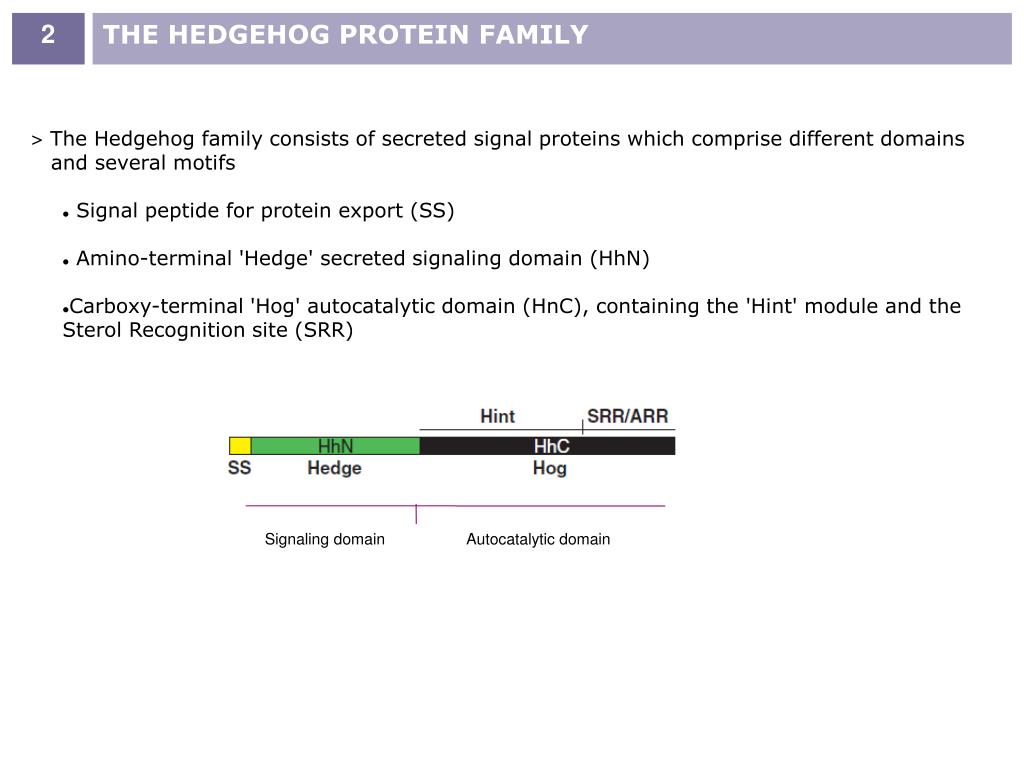 PPT - HEDGEHOG PROTEIN FAMILY Structural Bioinformatics Oriol Senan ...