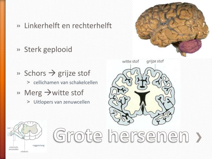 PPT - 4. De hersenen PowerPoint Presentation - ID:4264634