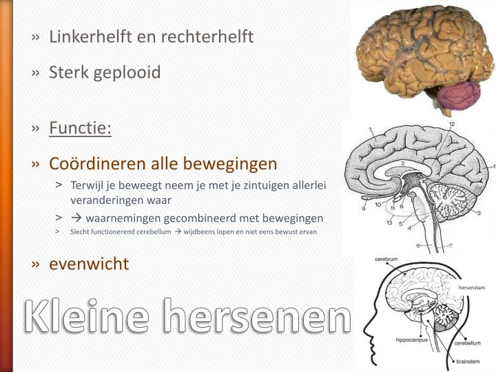 PPT - 4. De hersenen PowerPoint Presentation - ID:4264634