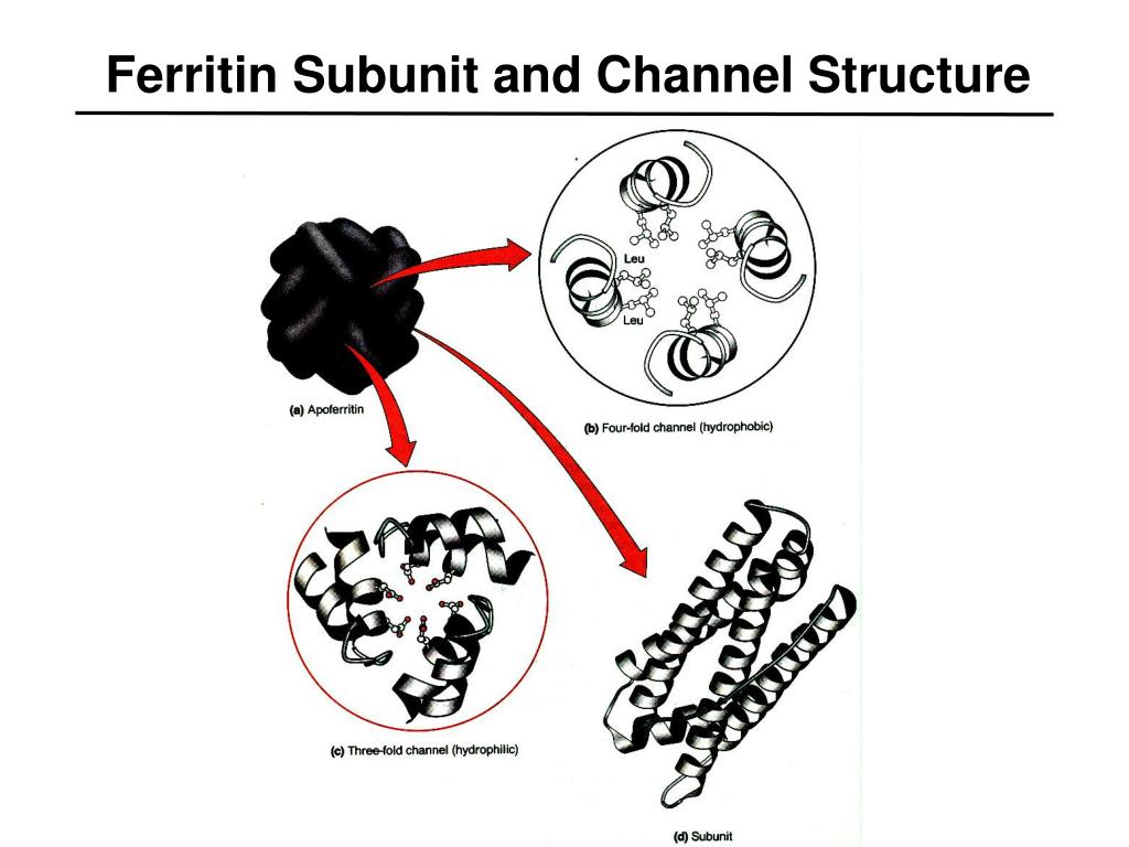 PPT - Principles of Bioinorganic Chemistry - 2004 PowerPoint ...
