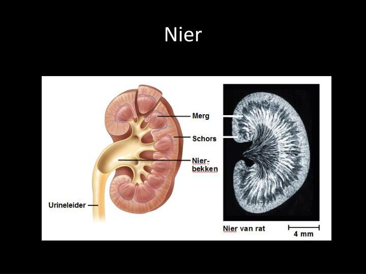 PPT - Uitscheiding PowerPoint Presentation - ID:4265203