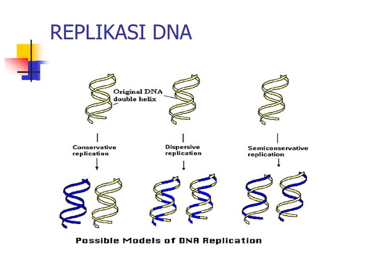 PPT - REPLIKASI PowerPoint Presentation - ID:4267824