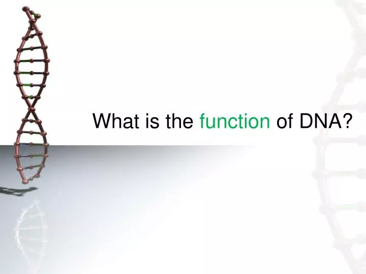 PPT - What is the function of DNA? PowerPoint Presentation, free ...