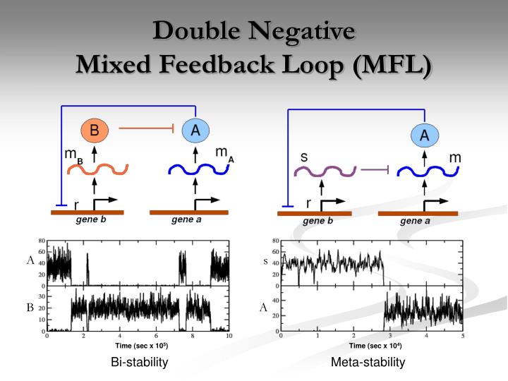 PPT - Stochastic Analysis of Bi-stability in Mixed Feedback Loops ...