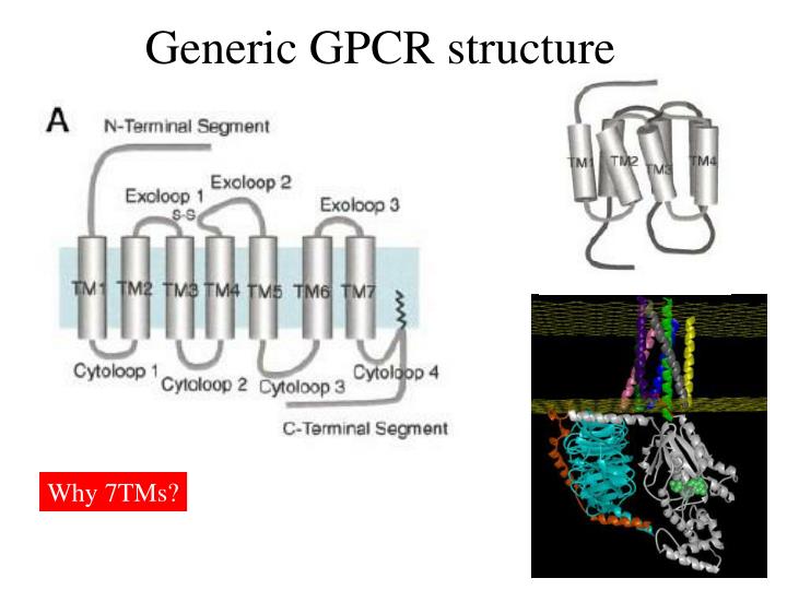 PPT - Receptors and transduction mechanisms II PowerPoint Presentation ...