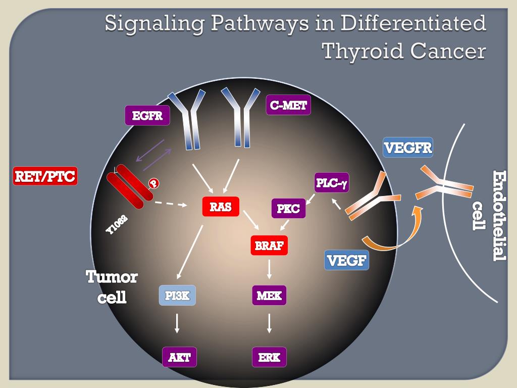 PPT - Emerging Clinical and Scientific Trends in Thyroidology ...