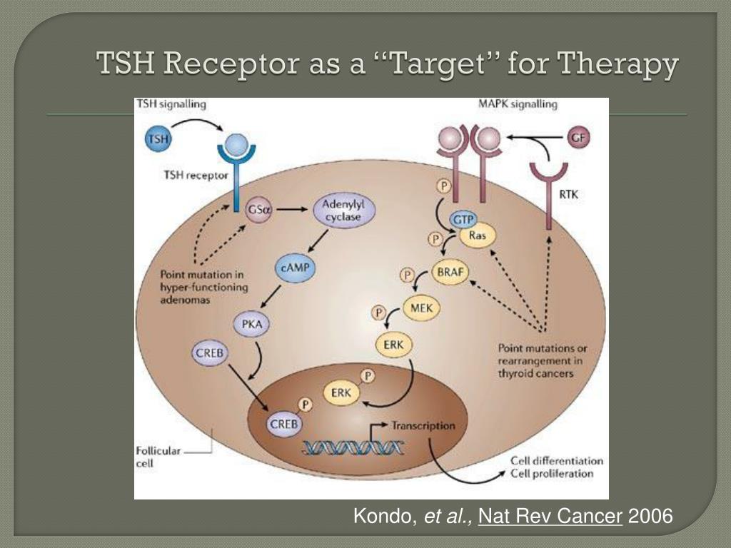 PPT - Emerging Clinical and Scientific Trends in Thyroidology ...