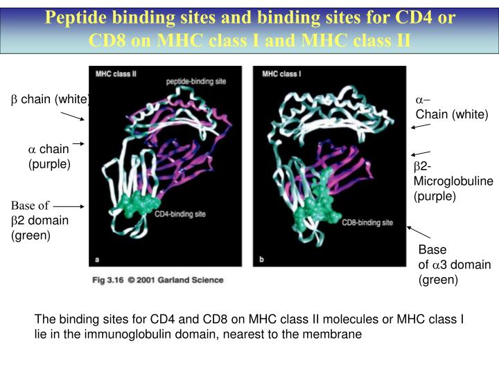 PPT - The MHC complex: genetics, function and disease association ...