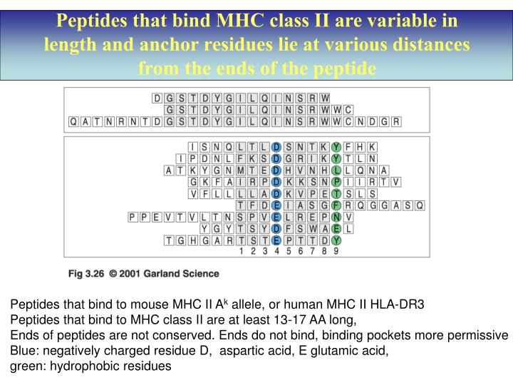 PPT - The MHC complex: genetics, function and disease association ...