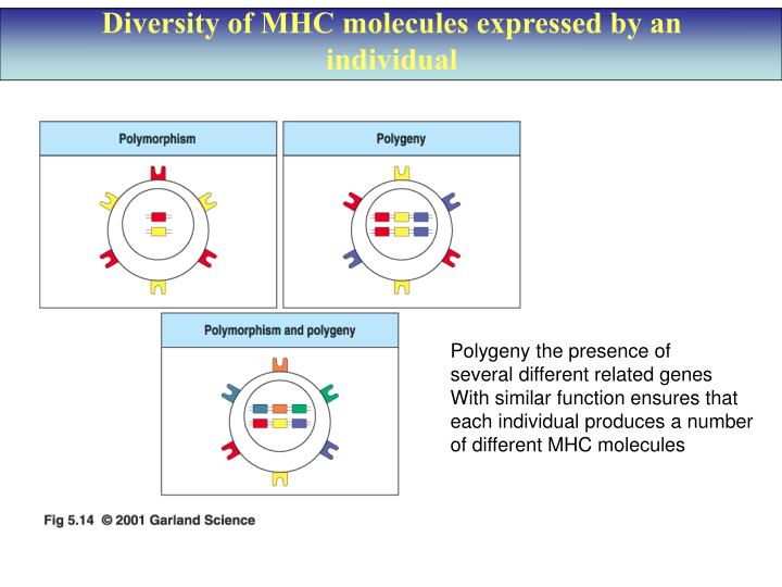 PPT - The MHC complex: genetics, function and disease association ...