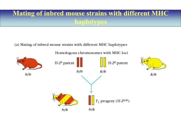 PPT - The MHC complex: genetics, function and disease association ...