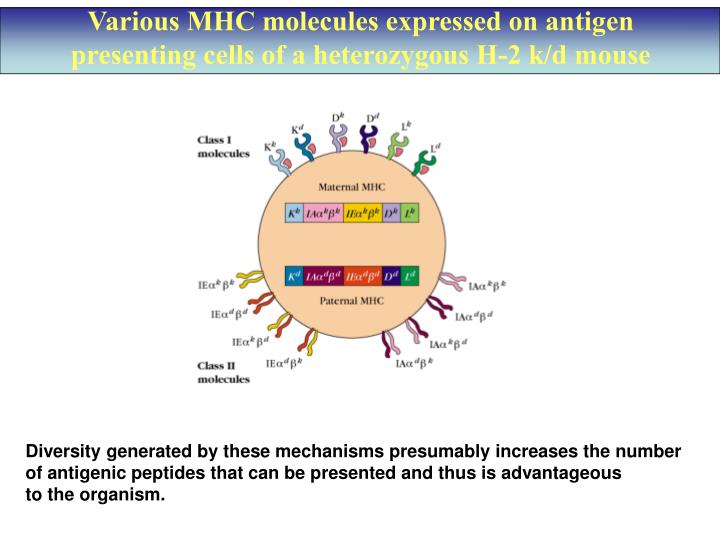 PPT - The MHC complex: genetics, function and disease association ...