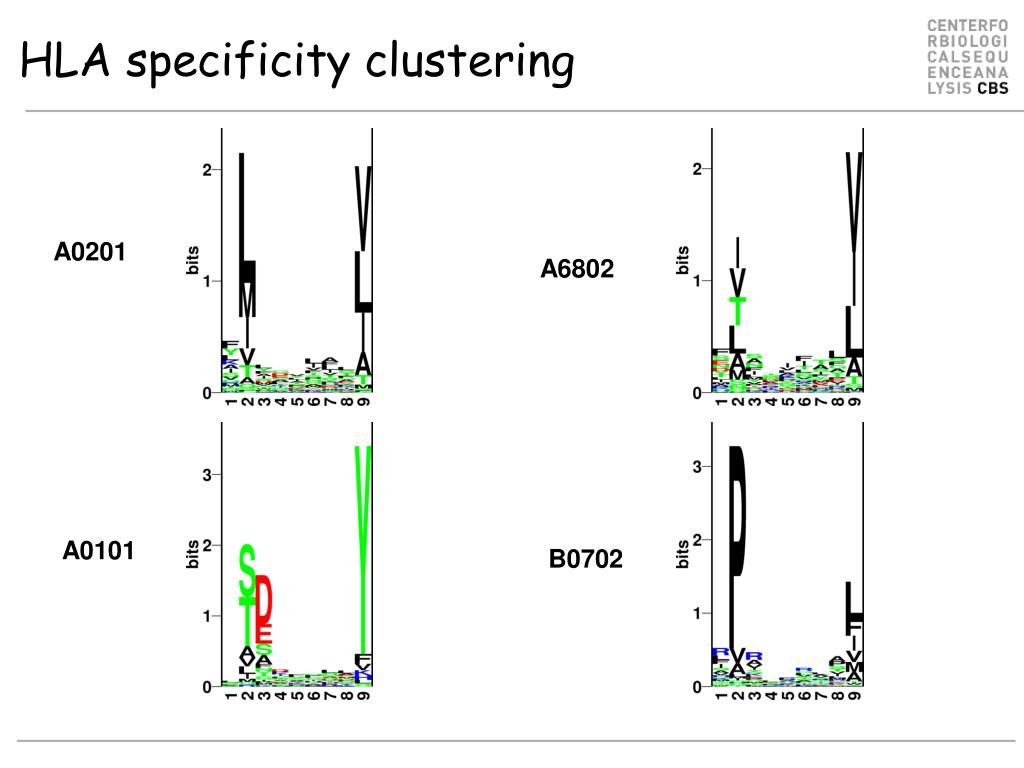 PPT - MHC binding and MHC polymorphism PowerPoint Presentation, free ... PPT - MHC binding and MHC polymorphism PowerPoint Presentation, free ...