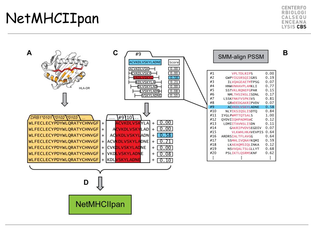 PPT - MHC binding and MHC polymorphism PowerPoint Presentation, free ... PPT - MHC binding and MHC polymorphism PowerPoint Presentation, free ...