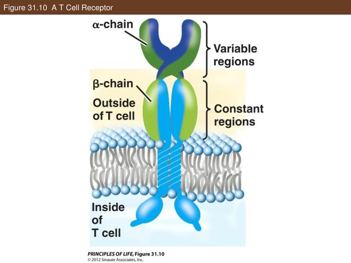 PPT - Immunology: Animal Defense Systems PowerPoint Presentation - ID ...