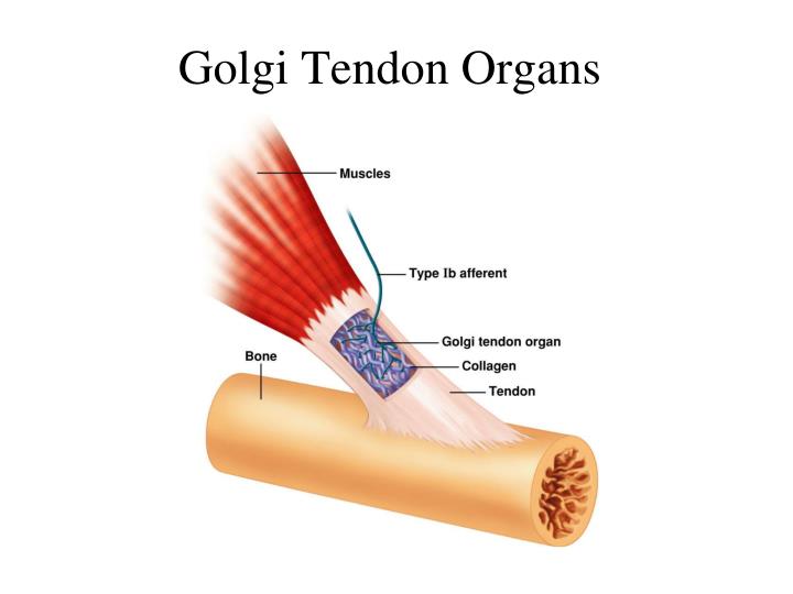 PPT - Skeletal Muscle Physiology PowerPoint Presentation - ID:4273391