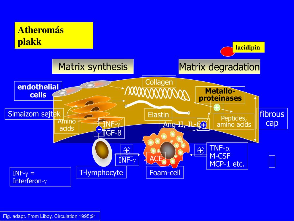 PPT - Kalciumantagonistával az atherosclerosis ellen PowerPoint ...