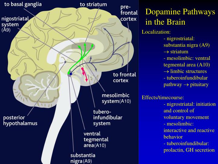 PPT - Monoamine neurotransmitters (+ Acetylcholine and Histamine ...