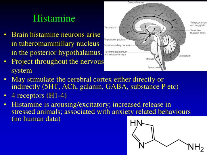 PPT - Monoamine neurotransmitters (+ Acetylcholine and Histamine ...