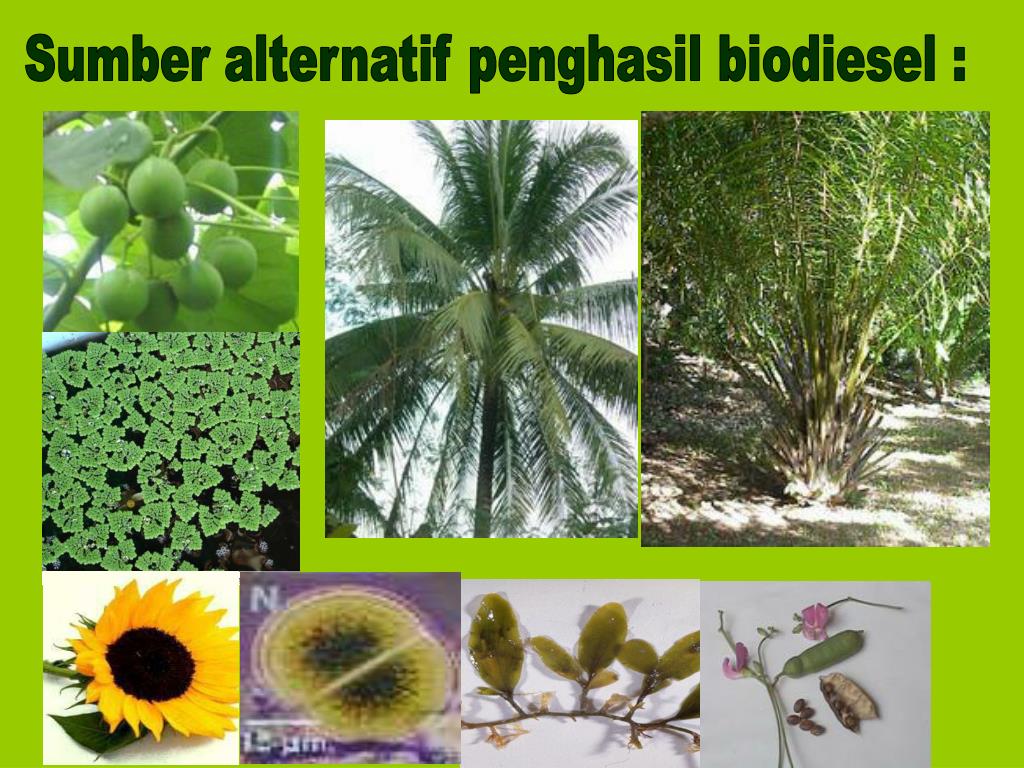 Ppt Pemanfaatan Energi Biomassa Sebagai Biofuel Konsep Sinergi
