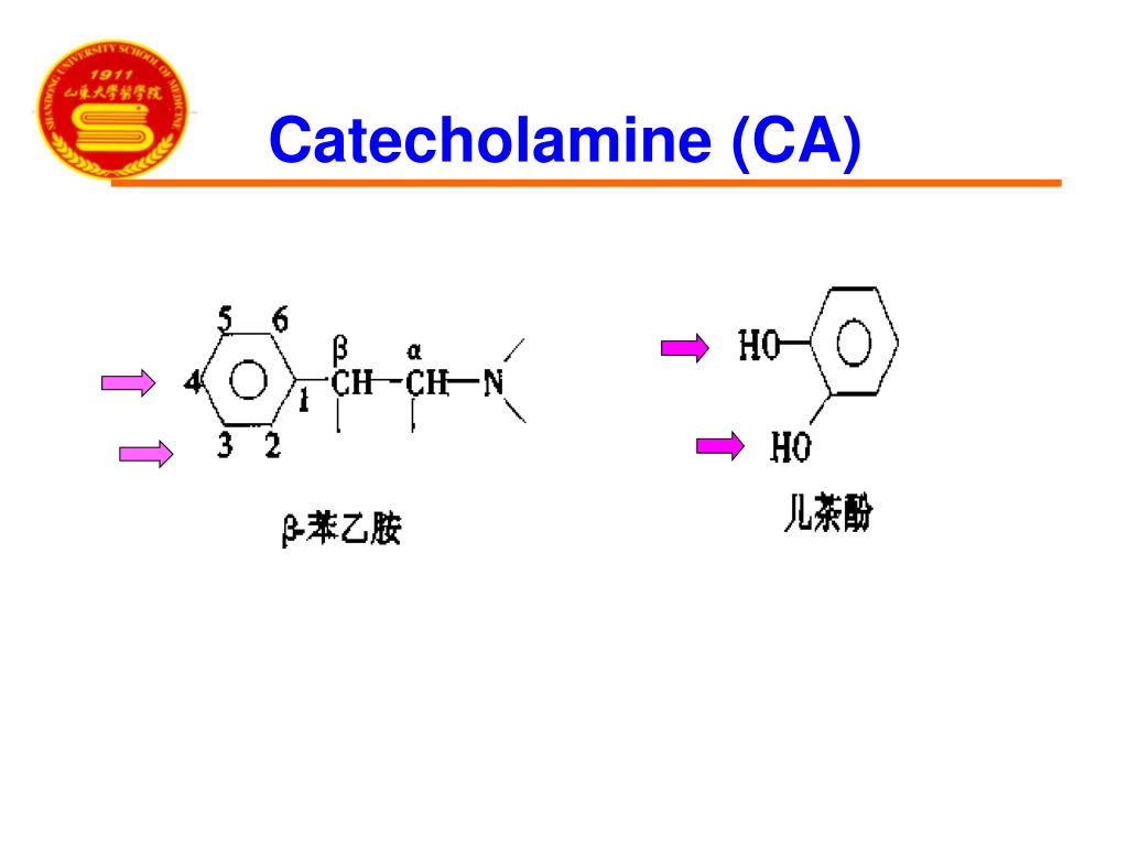 PPT - The Adrenal Glands Part Ⅰ The Adrenal medulla PowerPoint ...