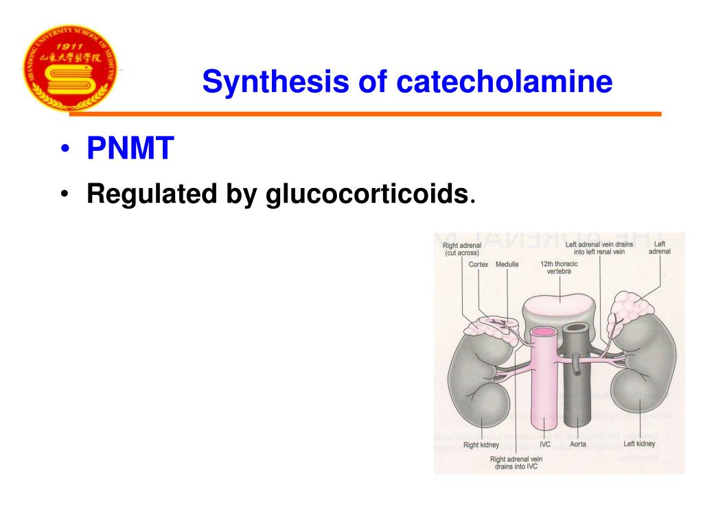 PPT - The Adrenal Glands Part Ⅰ The Adrenal medulla PowerPoint ...