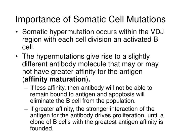 PPT - B Cell Generation, Activation, And Differentiation PowerPoint ...