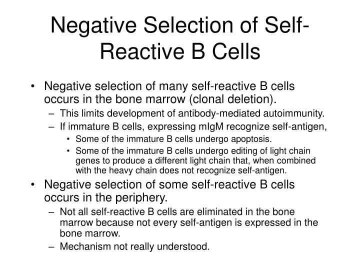 PPT - B Cell Generation, Activation, And Differentiation PowerPoint ...