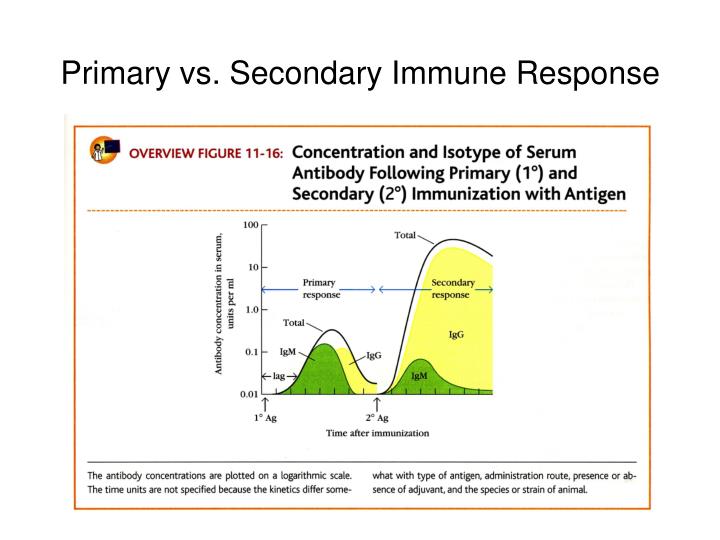 PPT - B Cell Generation, Activation, And Differentiation PowerPoint ...