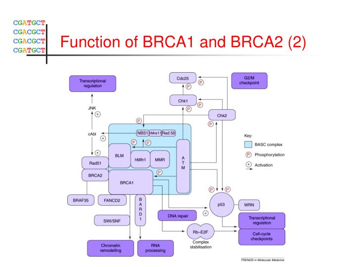 PPT - Mutations in the BRCA1 and BRCA2 breast cancer susceptibility ...