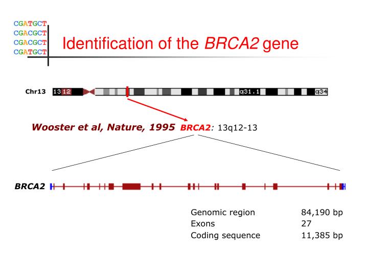 PPT - Mutations in the BRCA1 and BRCA2 breast cancer susceptibility ...