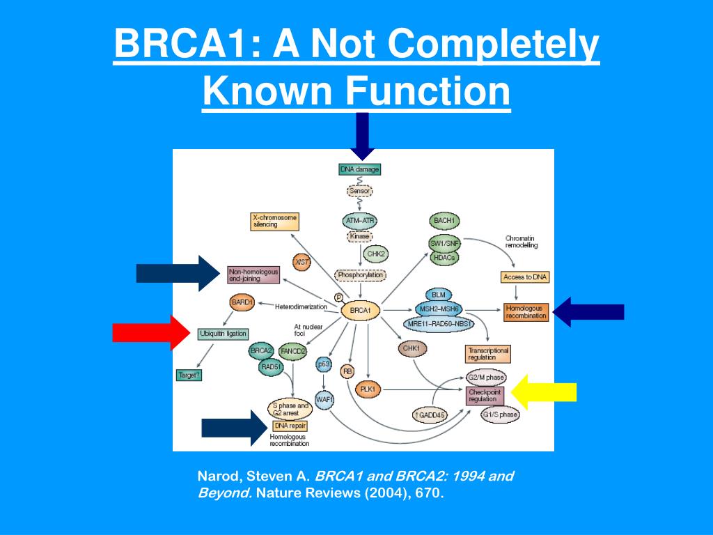 PPT - Tumor Suppressor Gene Involved in Breast and Ovarian Cancers ...