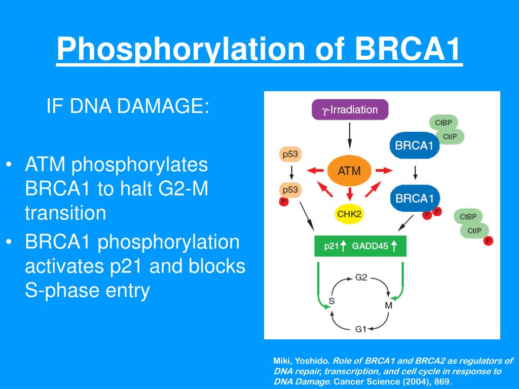 PPT - Tumor Suppressor Gene Involved in Breast and Ovarian Cancers ...