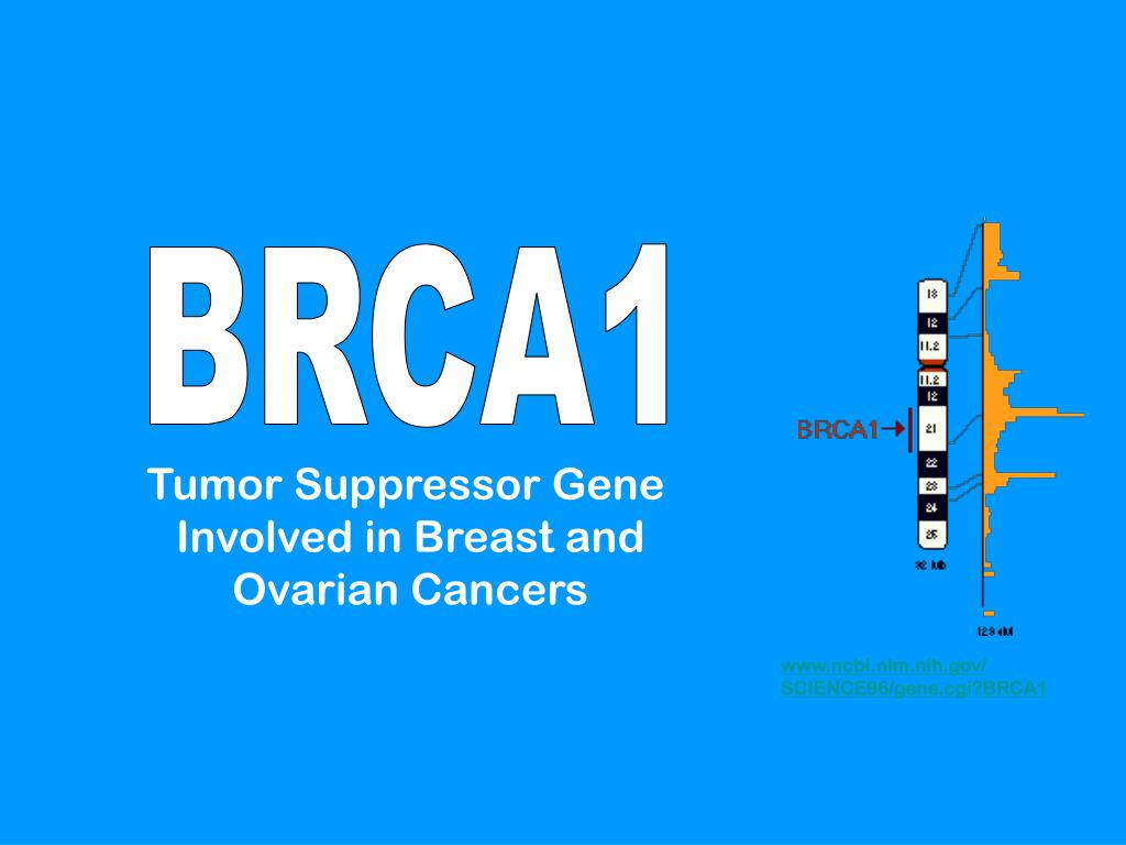 PPT - Tumor Suppressor Gene Involved in Breast and Ovarian Cancers ...
