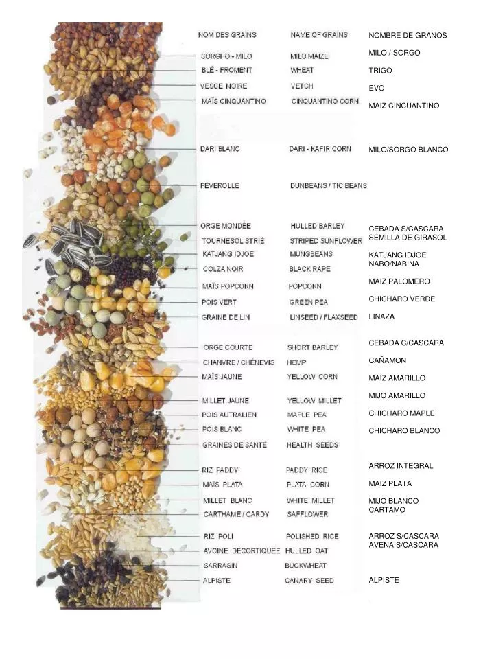 PPT - NOMBRE DE GRANOS MILO / SORGO TRIGO EVO MAIZ CINCUANTINO MILO ...